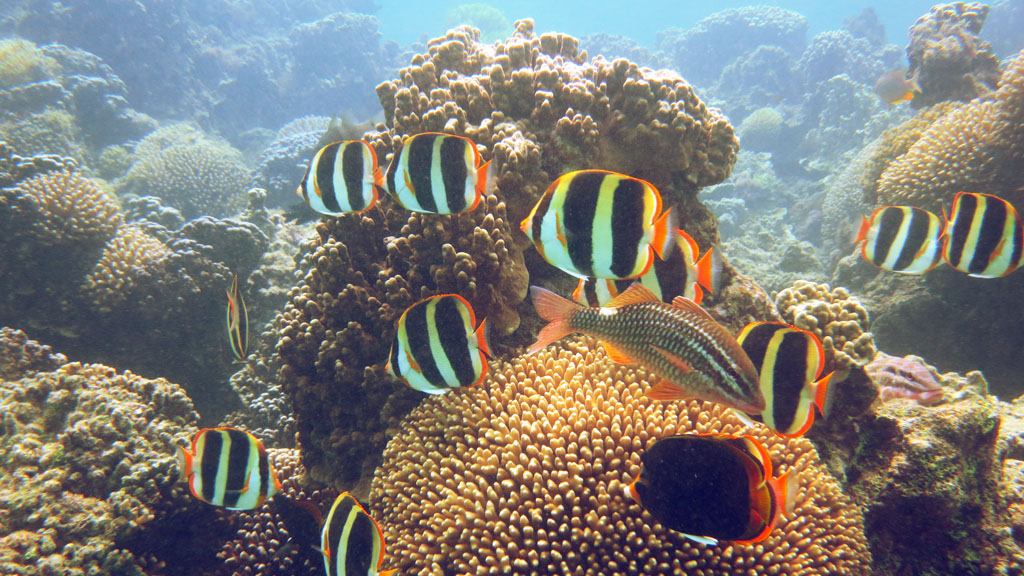 Lord Howe Island – an adventure playground for divers! – DAN Insider